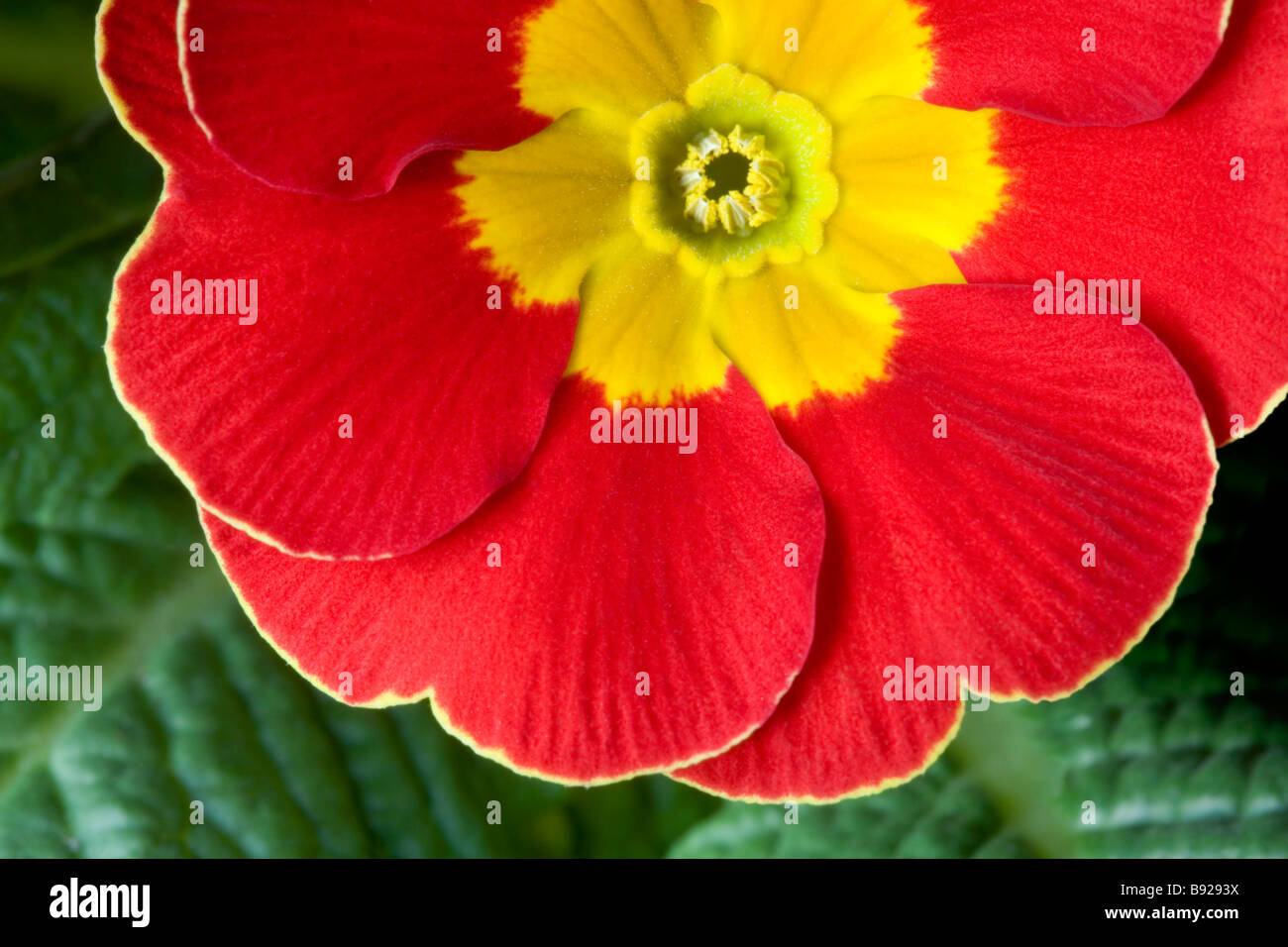 Close up of red Primula Stock Photo - Alamy
