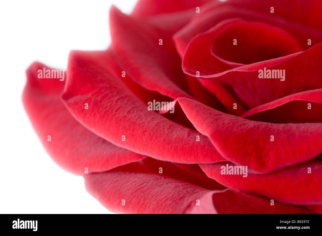 Red Rose in full flower Stock Photo - Alamy