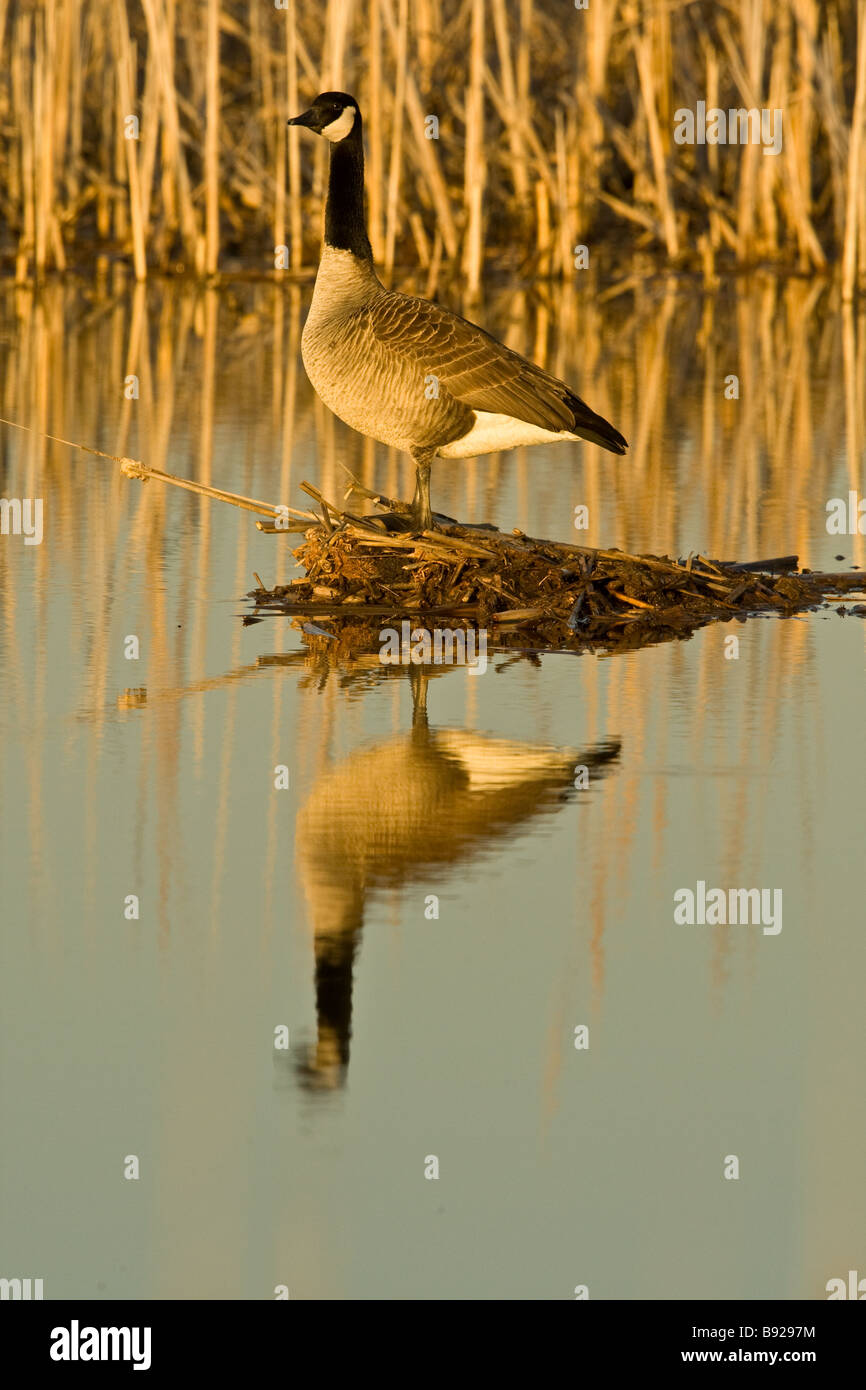 Canada Goose in Dublin Ohio Stock Photo - Alamy