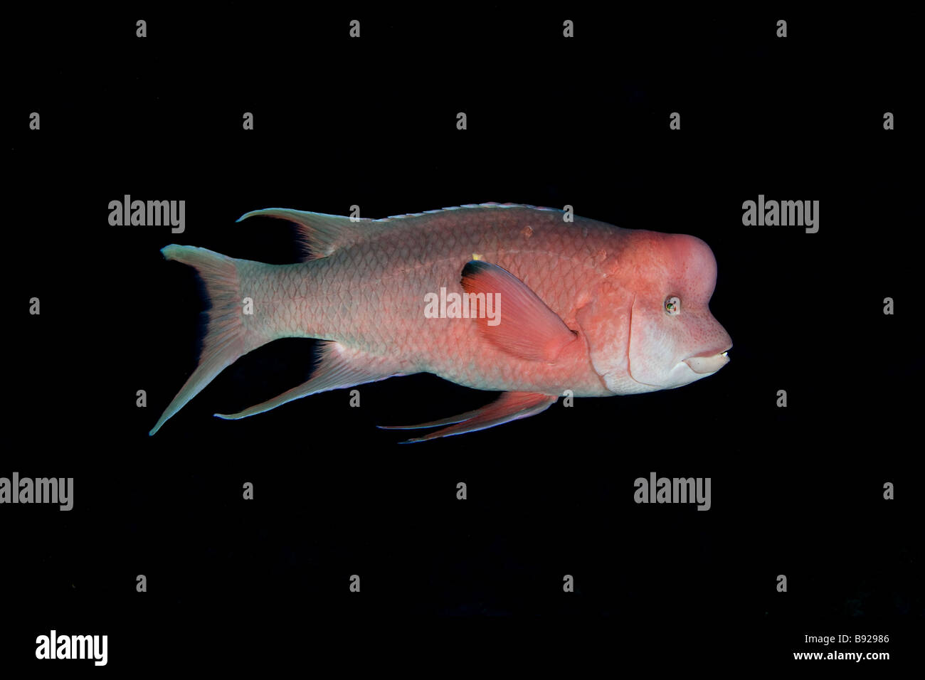 Mexican hogfish, Bodianus diplotaenia, adult male with fleshy bump on ...