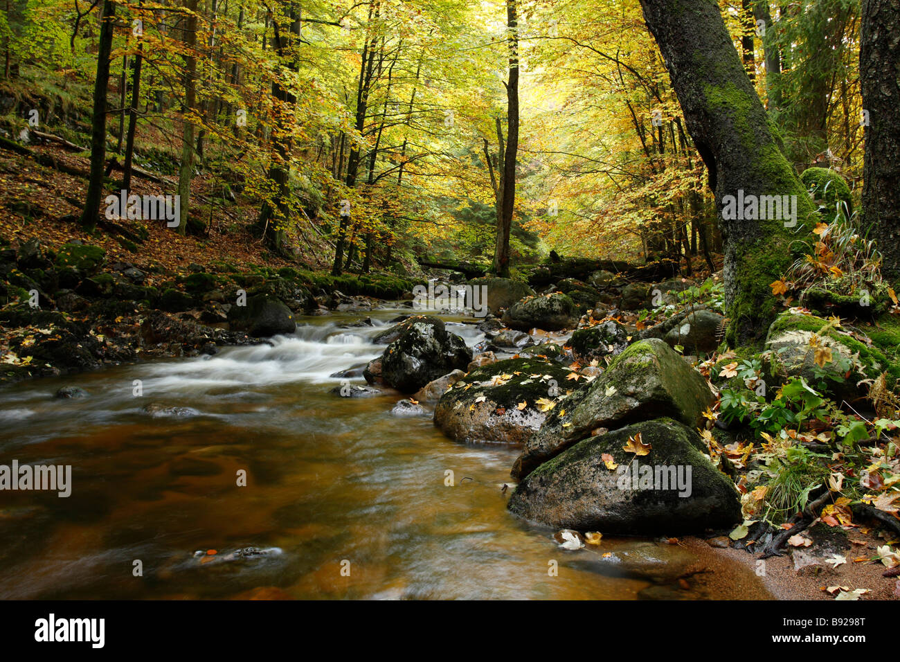 small river in the forest Stock Photo - Alamy