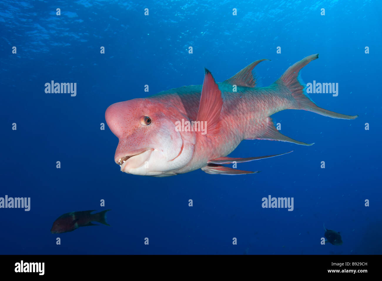 Bump head fish hi-res stock photography and images - Alamy