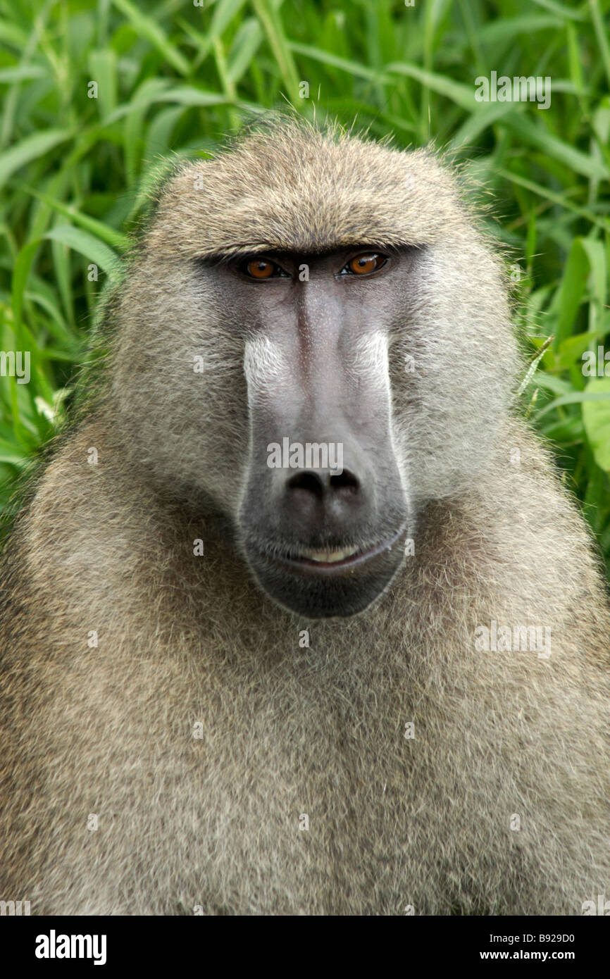 Papio species hi-res stock photography and images - Alamy