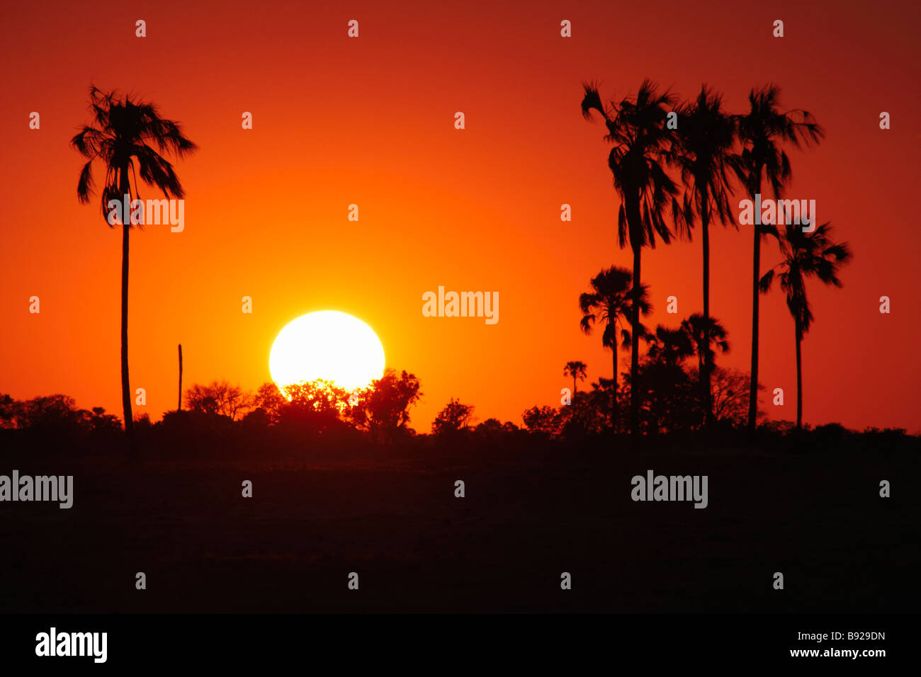 Imbiza hi-res stock photography and images - Alamy