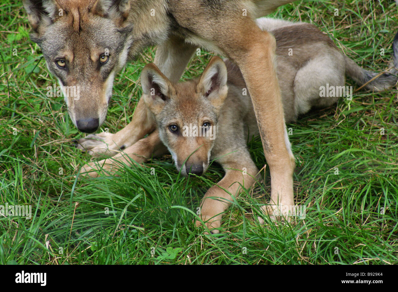 Wolf with cub hi-res stock photography and images - Alamy