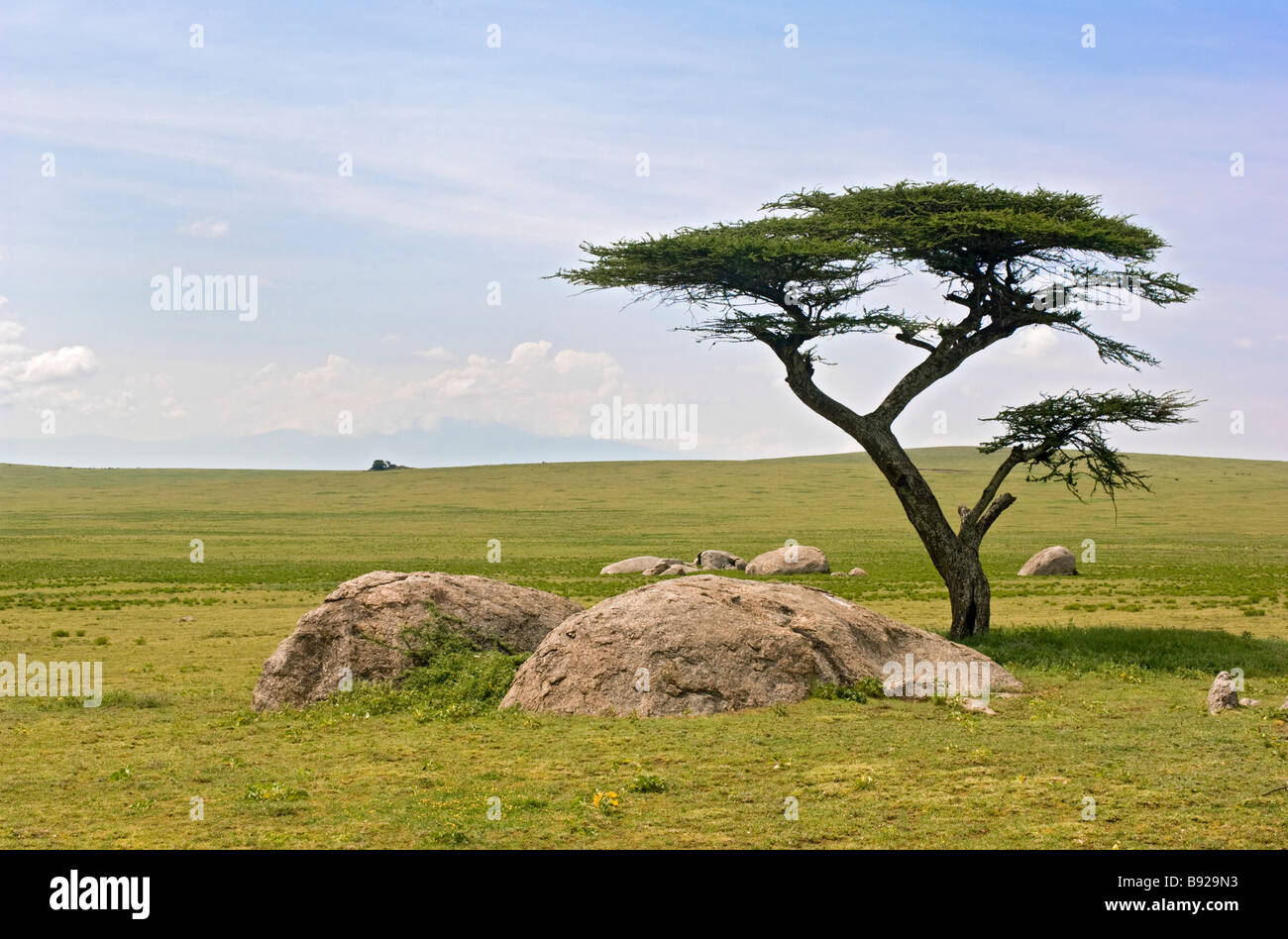 Acacia tree next to large rocks Amboseli National Park Kenya Stock ...