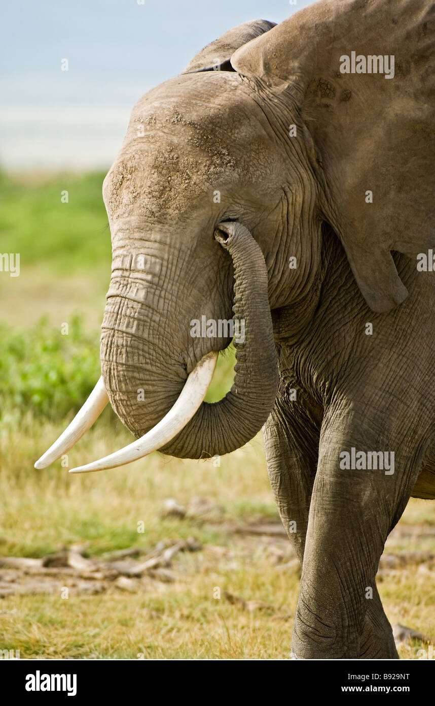 Cleaning elephant hi-res stock photography and images - Alamy