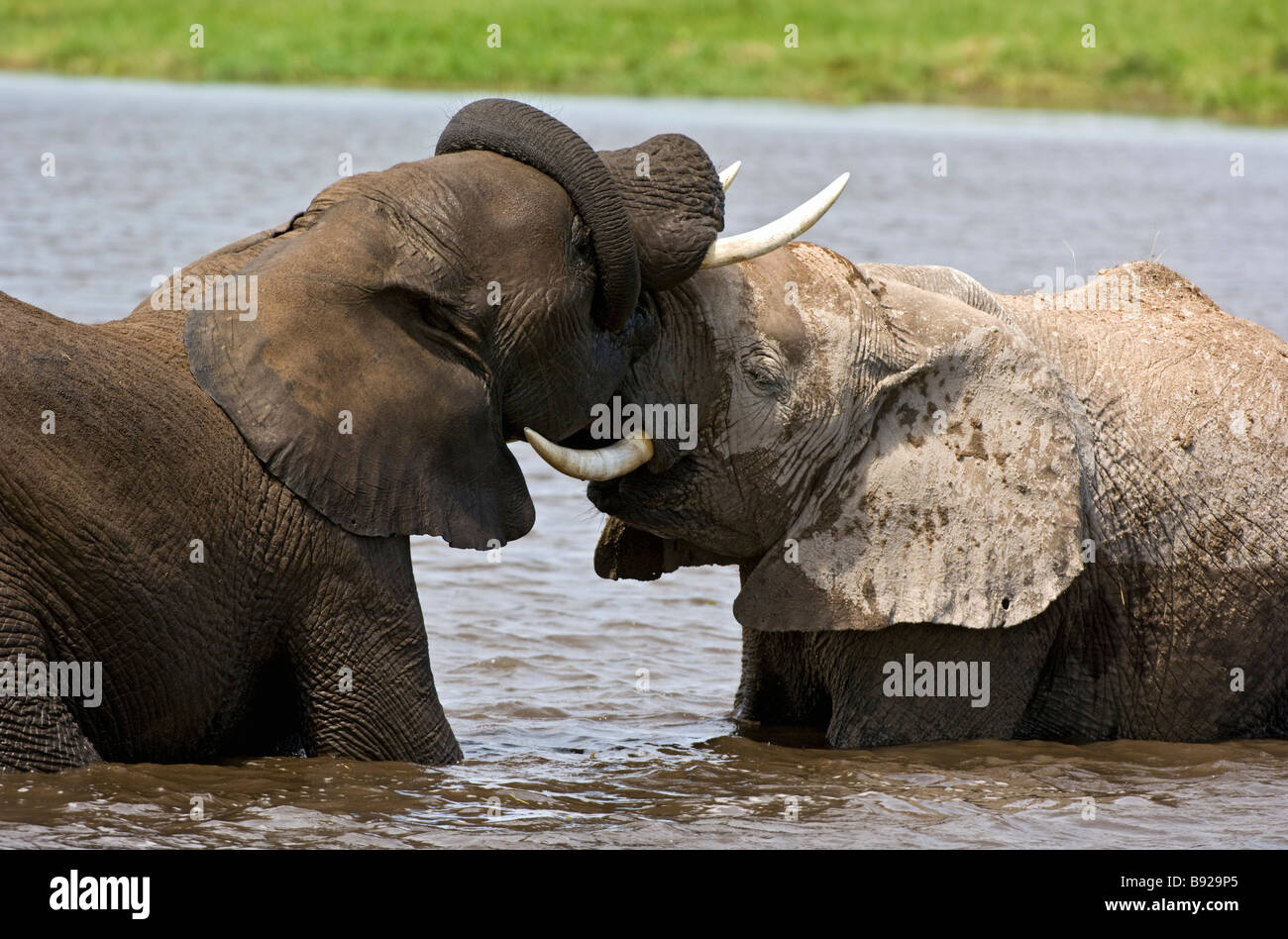 Bullying animals hi-res stock photography and images - Alamy