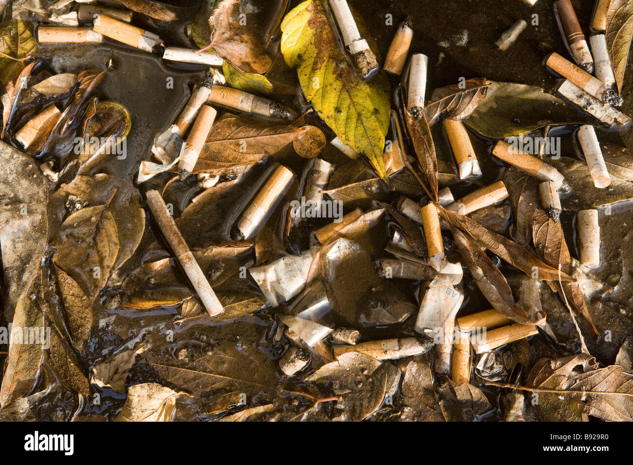 Leaves and cigarette butts pooling in puddle of water Stock Photo - Alamy