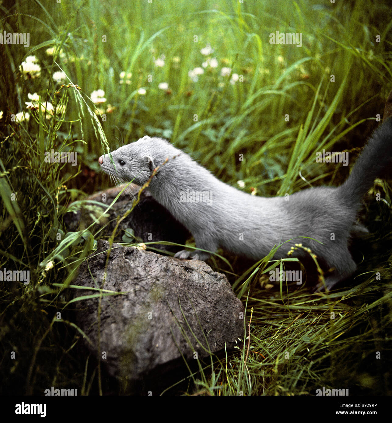 A blue mink Stock Photo - Alamy