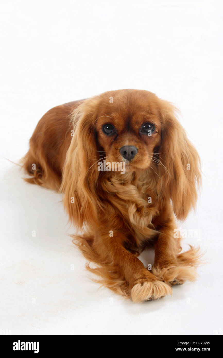 Cavalier King Charles Spaniel ruby Stock Photo - Alamy
