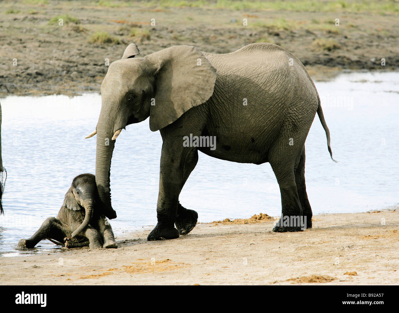 Elephant helping calf hi-res stock photography and images - Alamy