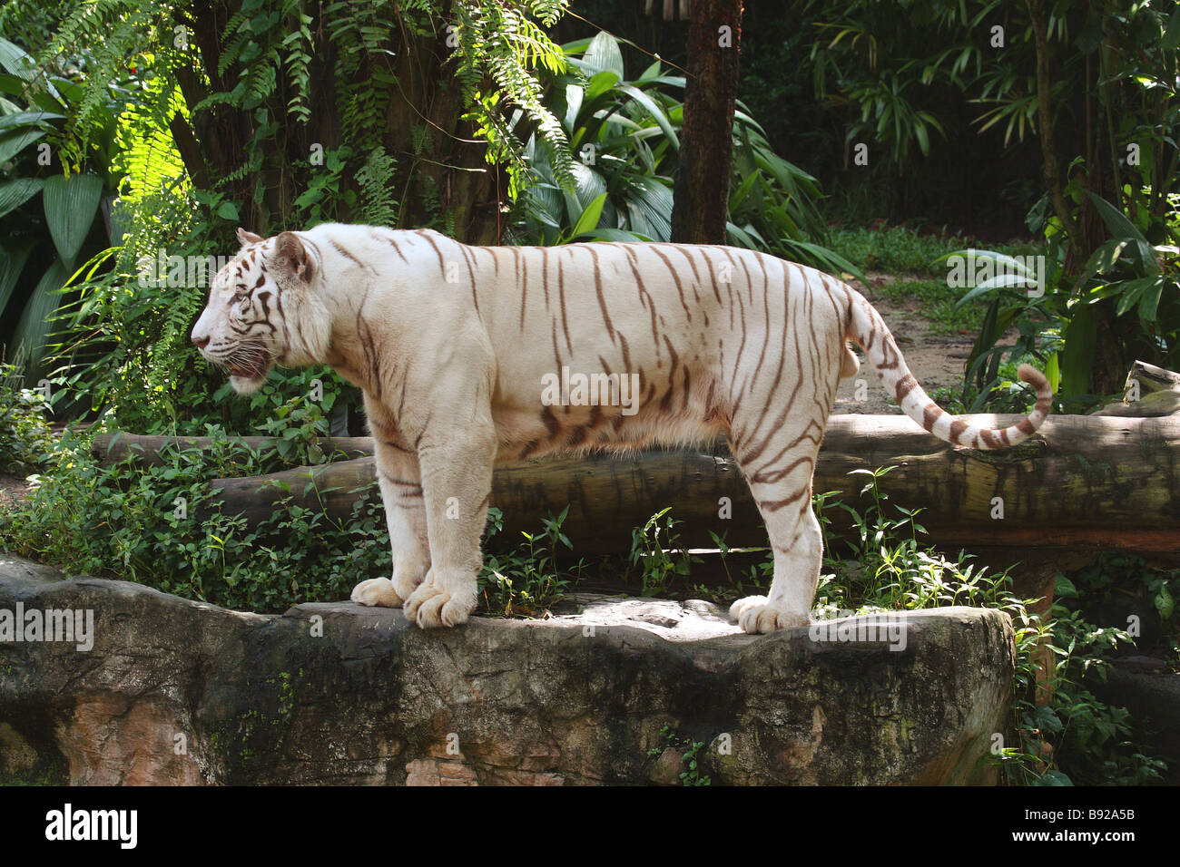 White Tiger Standing Position
