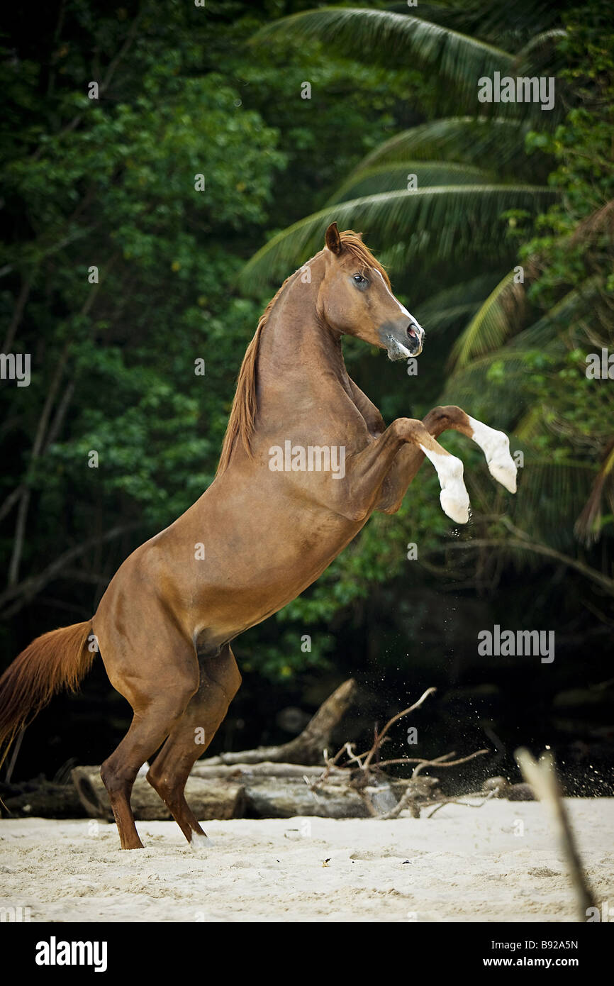 Arabian horse at the beach - rearing Stock Photo - Alamy