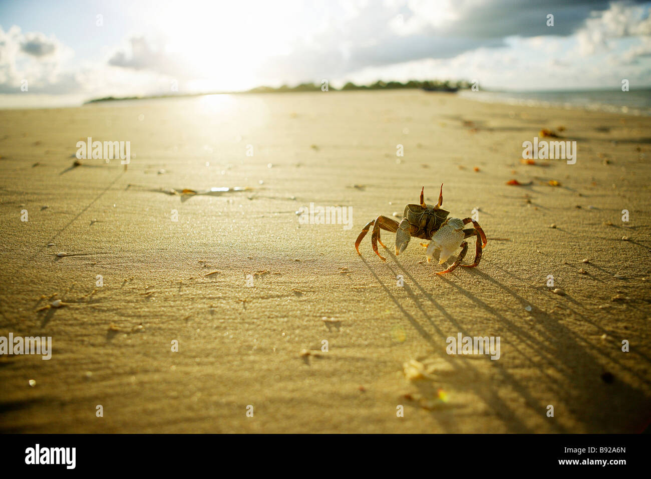 Portunus pelagicus hi-res stock photography and images - Alamy