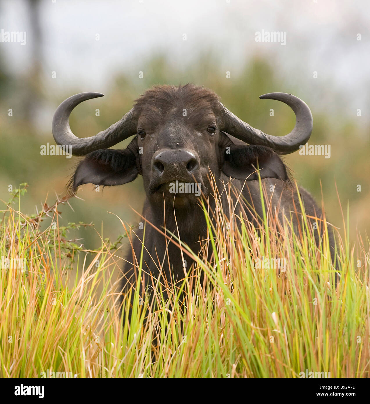 Female buffalo hi-res stock photography and images - Alamy