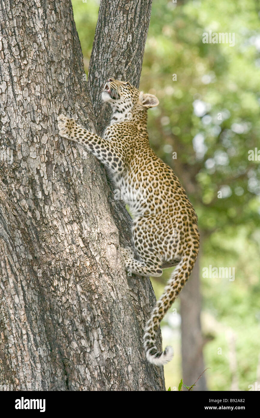 Young wildcat climbing tree hi-res stock photography and images - Alamy
