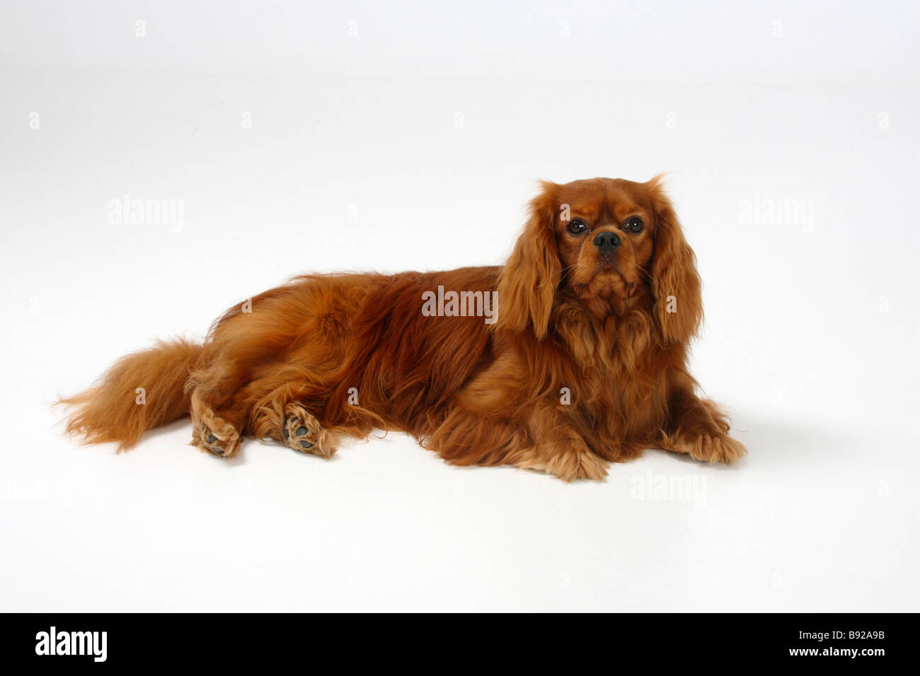 Cavalier King Charles Spaniel ruby Stock Photo - Alamy