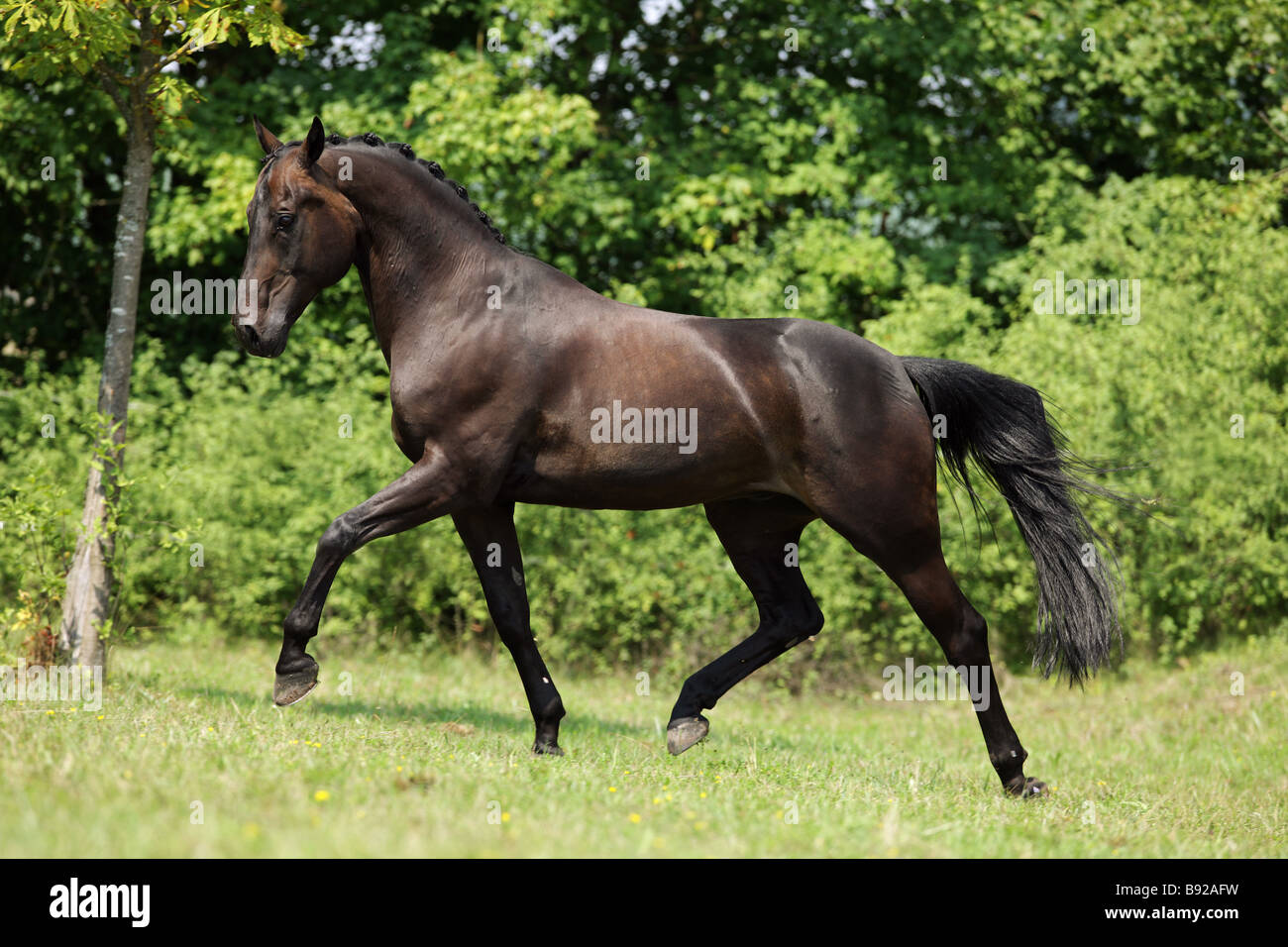 Budyonnies hi-res stock photography and images - Alamy