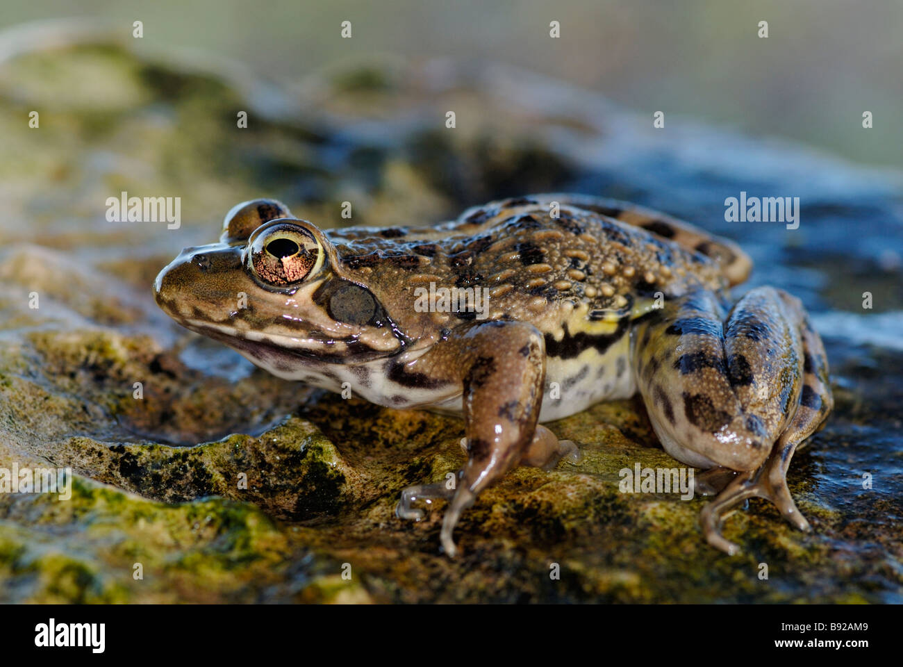 A Cape River Frog sitting on a wet rock alongside a river stream, De ...