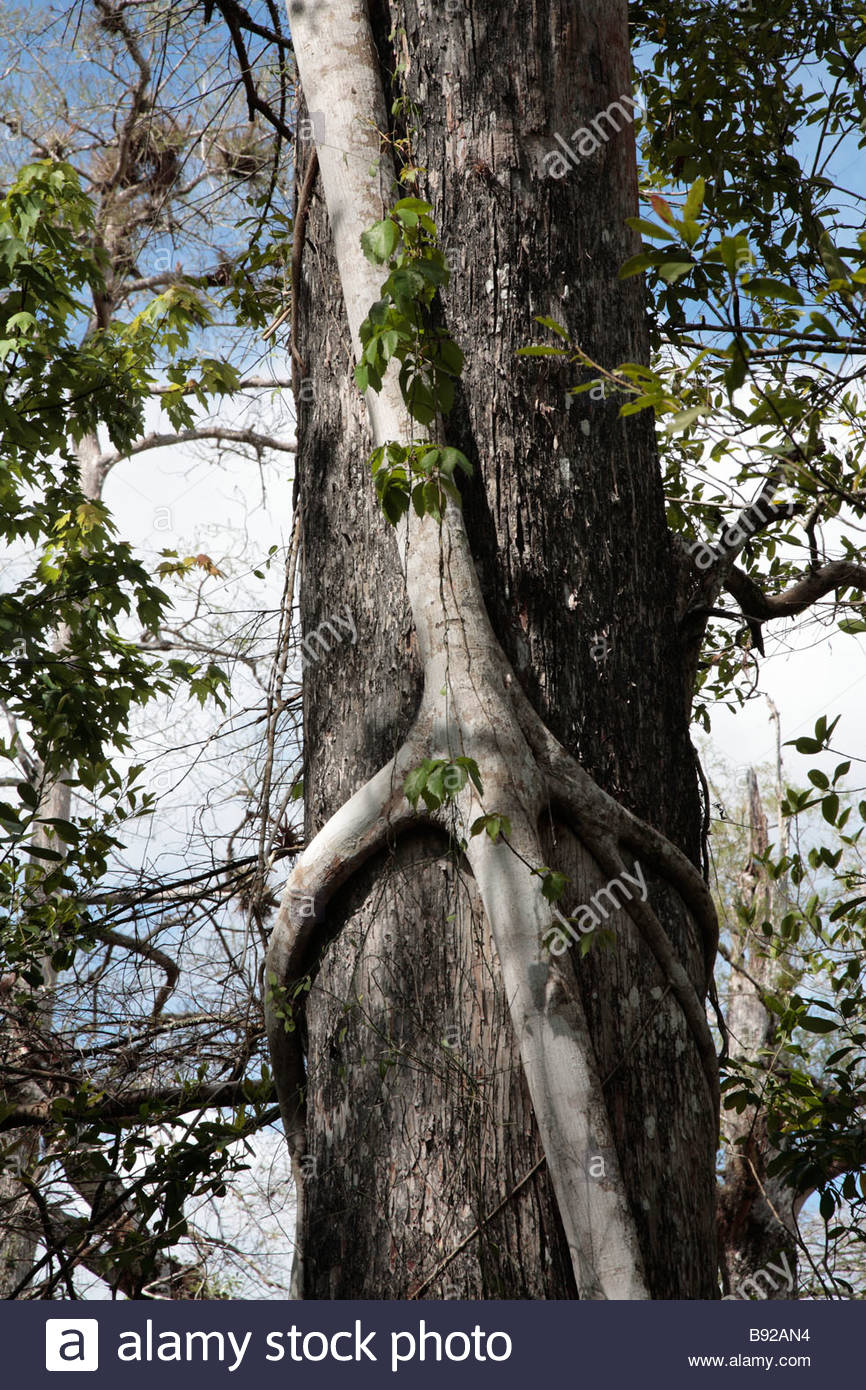 Strangler Tree Roots High Resolution Stock Photography and Images - Alamy