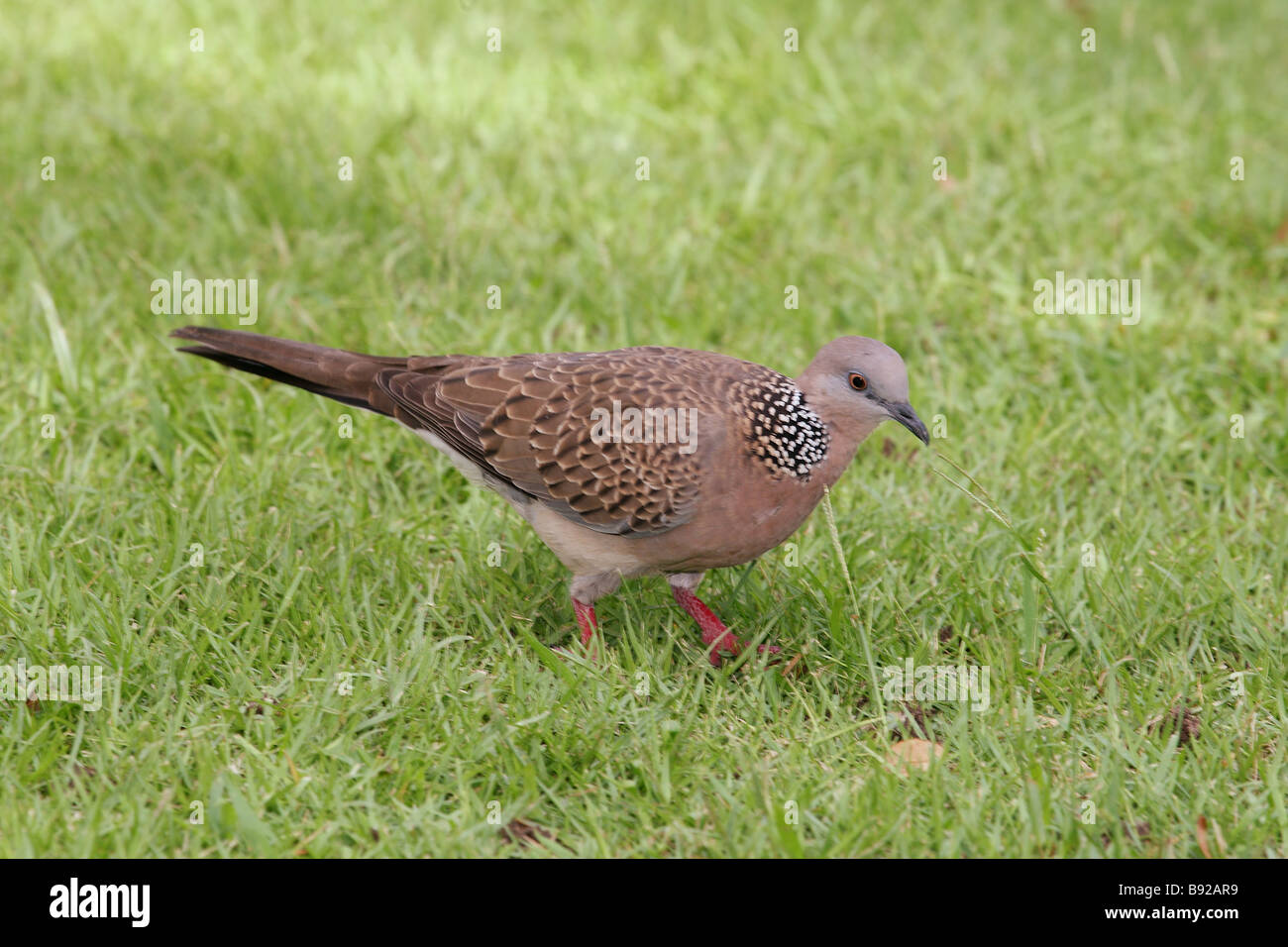 Spotted Dove (Spilopelia chinensis). Adult on grass Stock Photo - Alamy