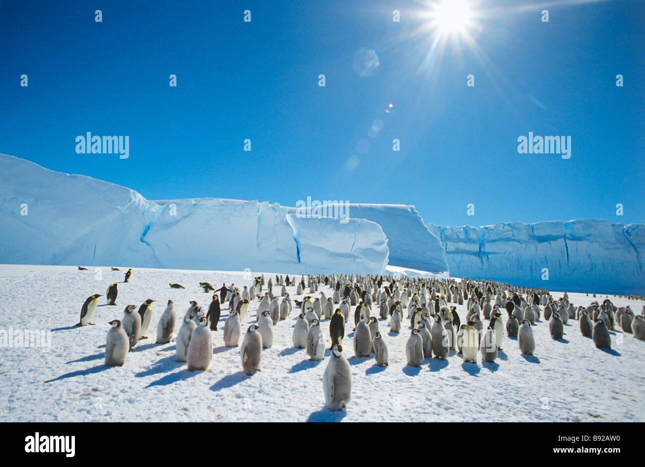 Emperor penguins near the Mirny Soviet Antarctic research station Stock ...