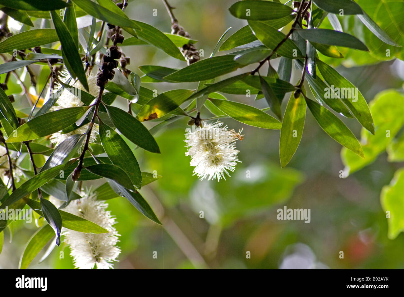 Melaleuca Flowers High Resolution Stock Photography and Images - Alamy