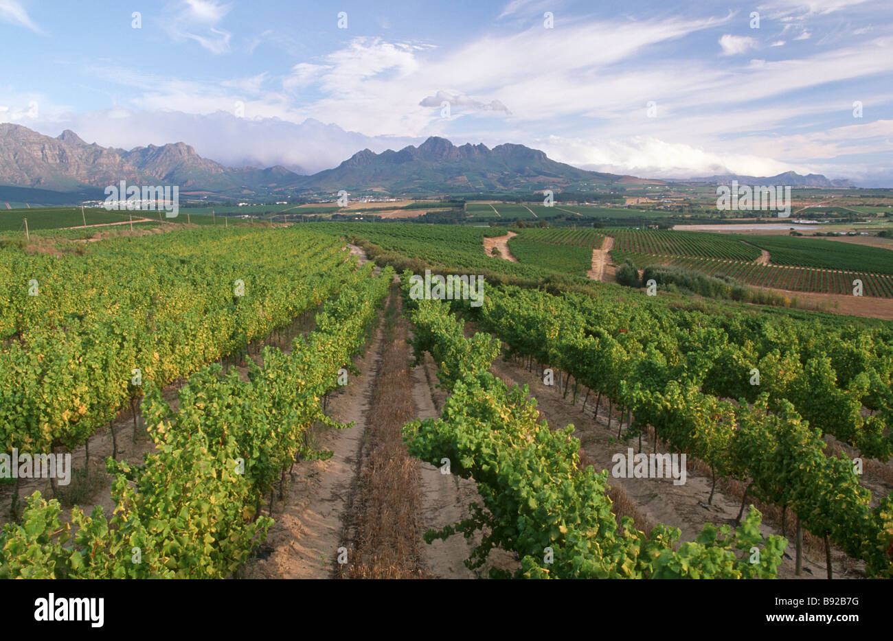 Green vineyards and mountains Stellenbosch Boland District Western Cape ...