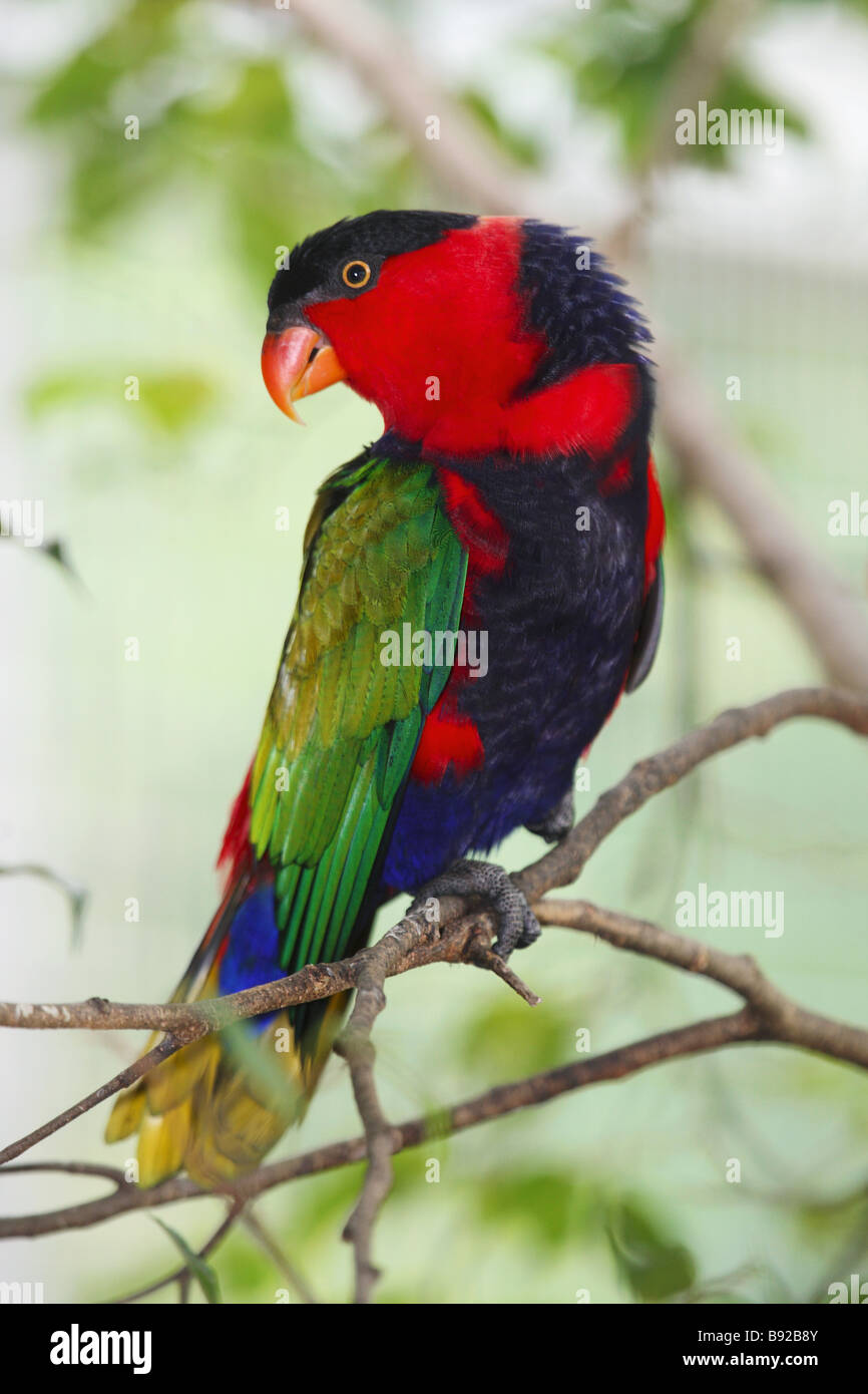 black-capped lori on branch / Lorius lory Stock Photo - Alamy