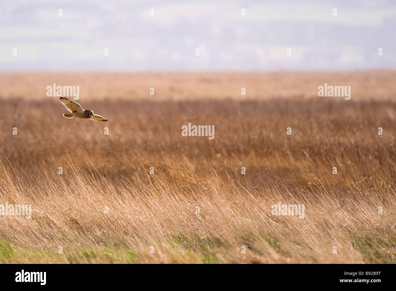 Short Eared Owl quartering dee estuary marshes at Parkgate, Wirral with ...