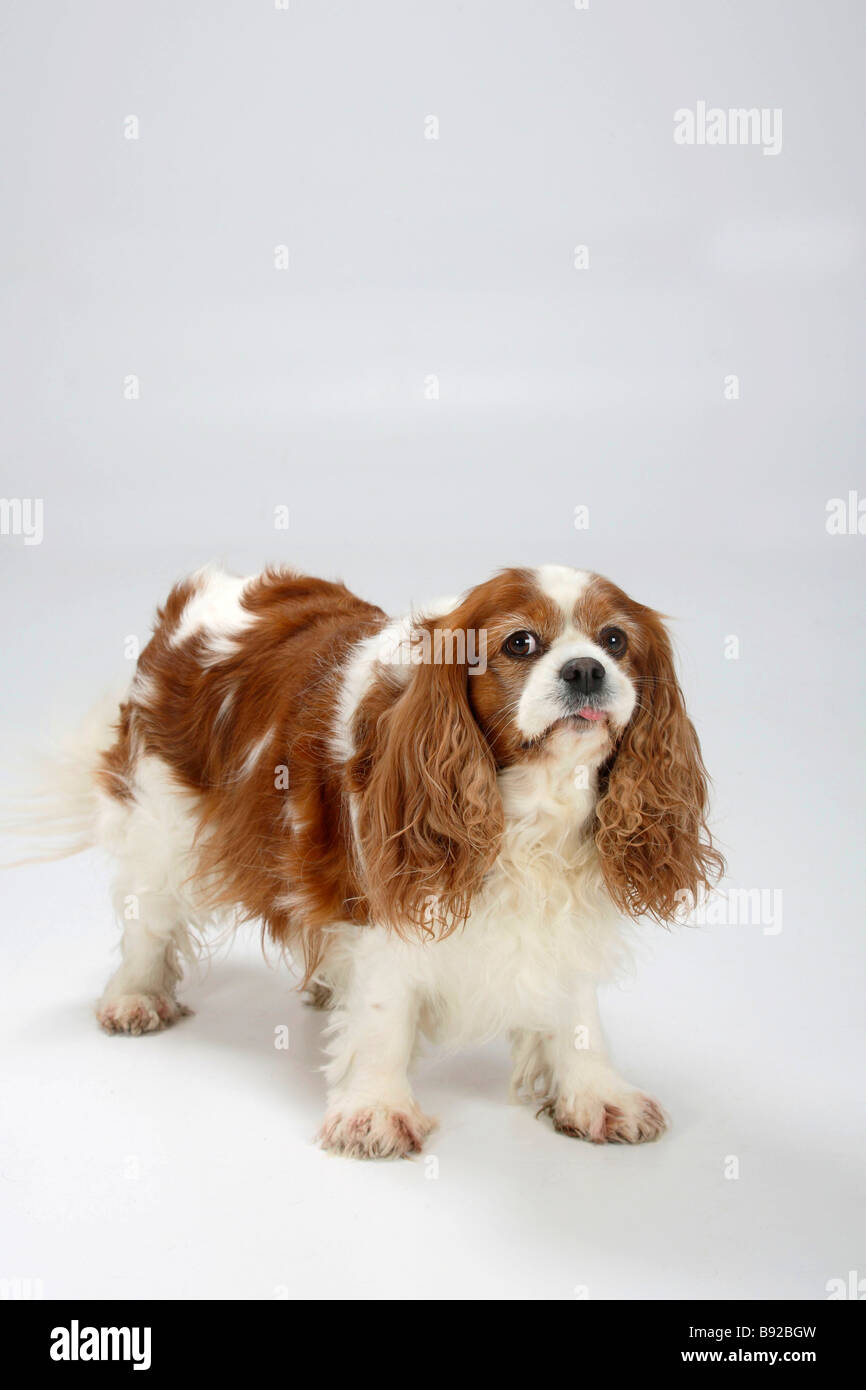 Cavalier King Charles Spaniel blenheim 7 years old retrusive occlusion ...