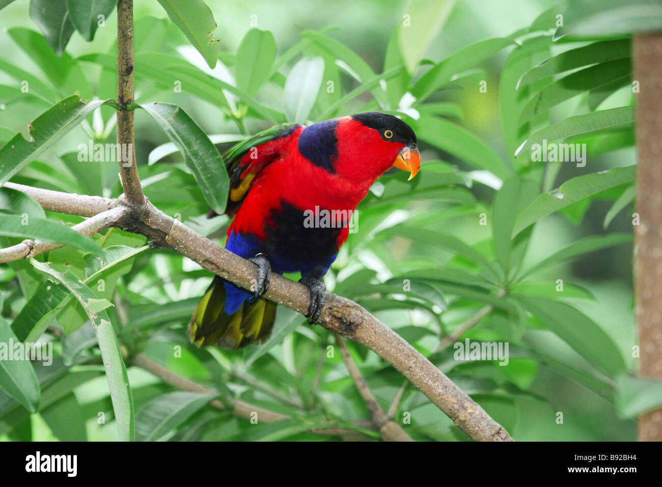black-capped lori on branch / Lorius lory Stock Photo - Alamy