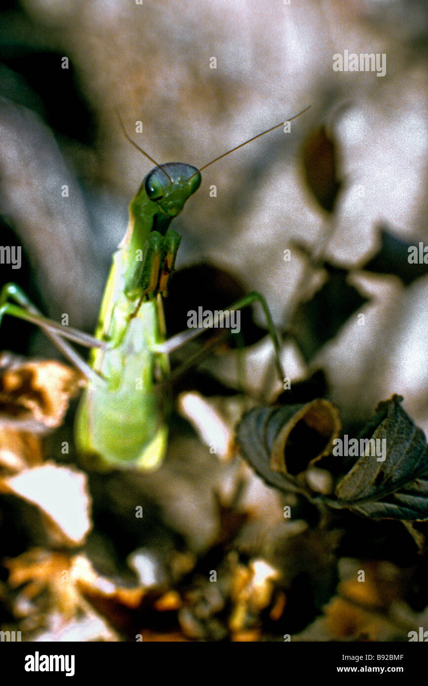 A praying mantis from the Ussuri preserve named after Academician V L ...
