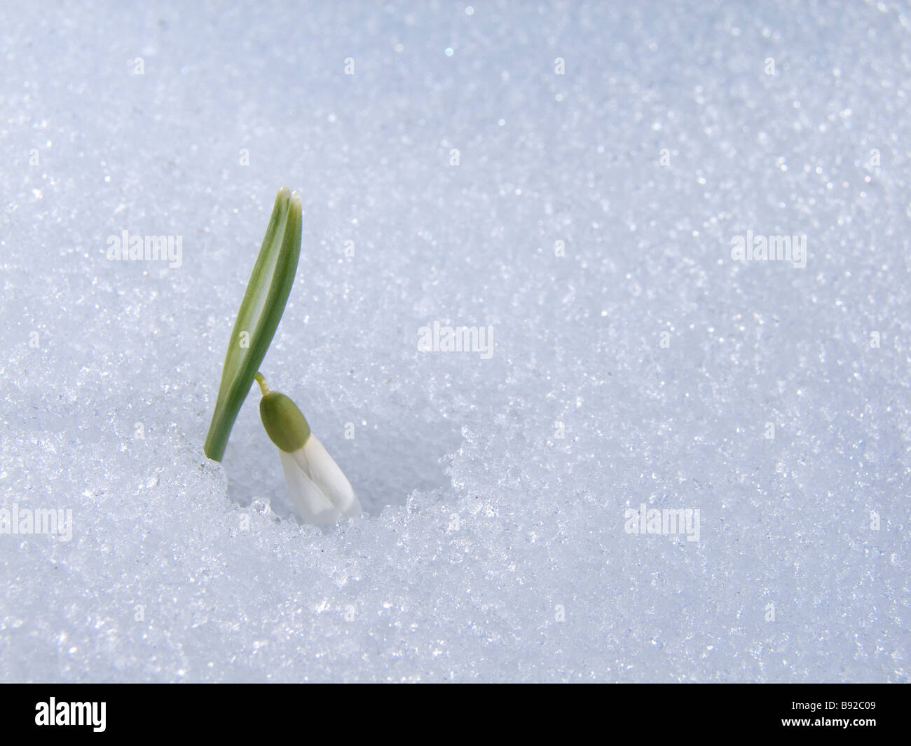 Common snowdrop ( Galanthus nivalis ) in snow Stock Photo - Alamy