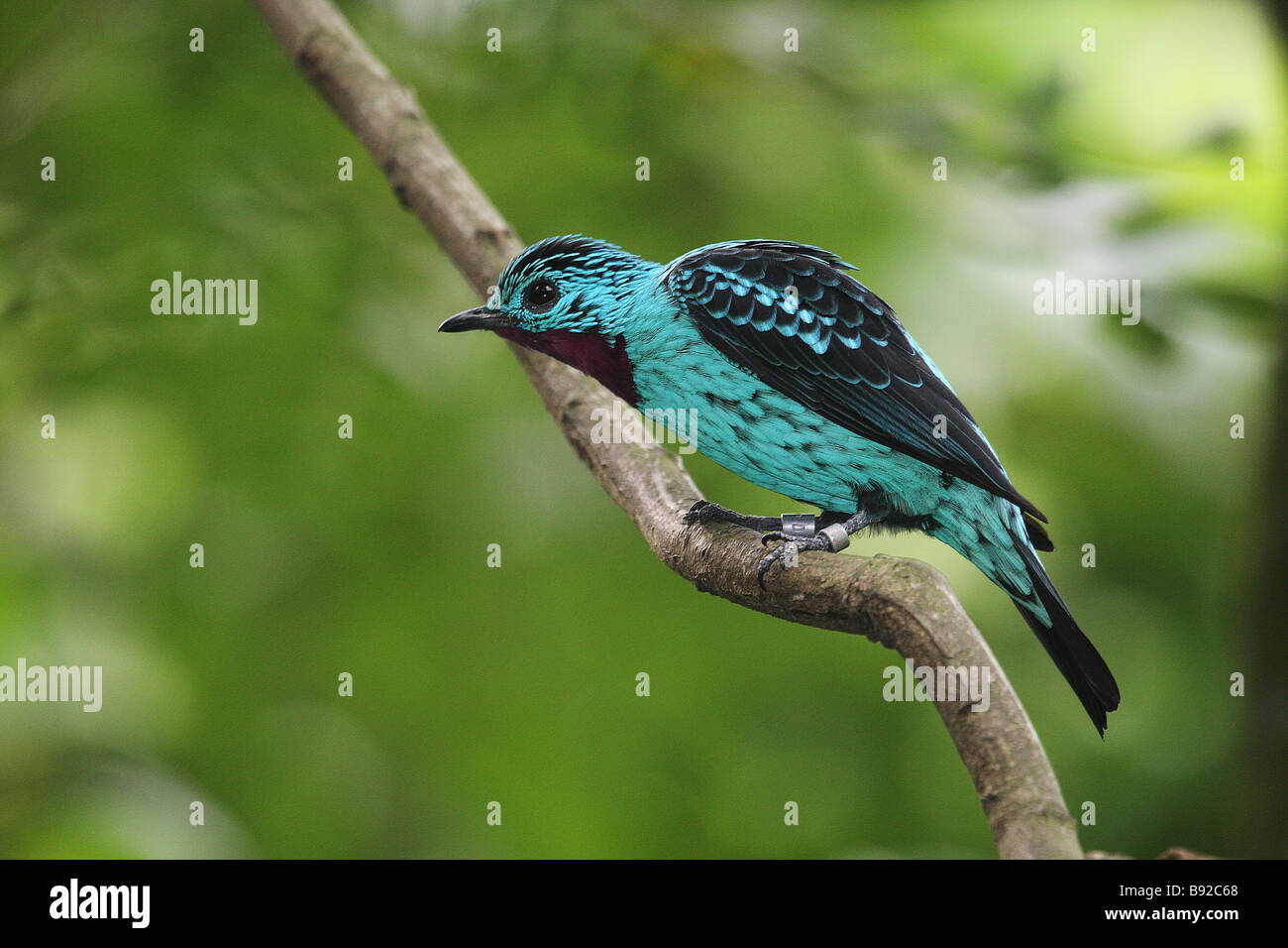 Spangled Cotinga on branch / Cotinga cayana Stock Photo - Alamy