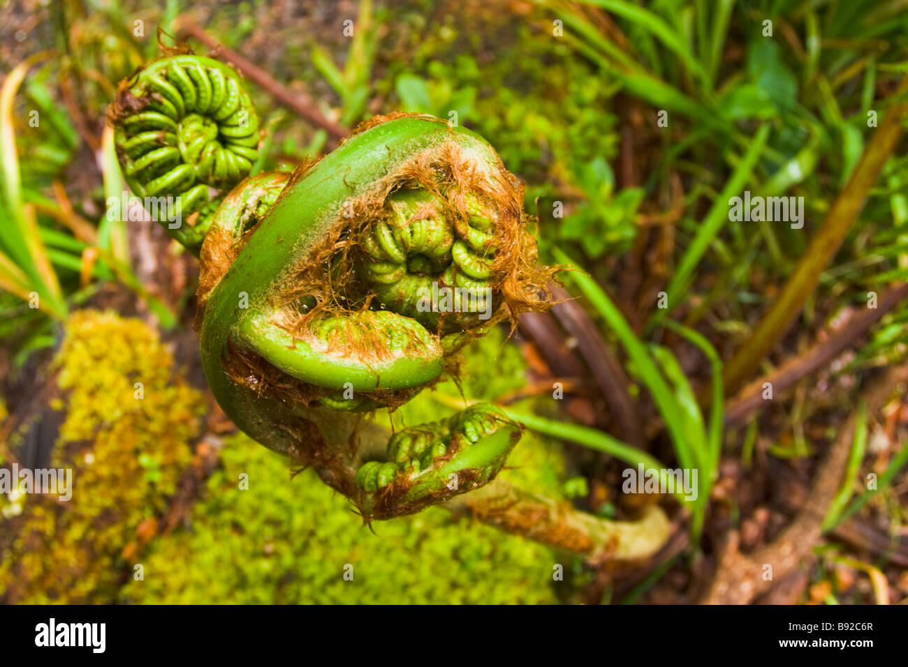 New hawaii hi-res stock photography and images - Alamy