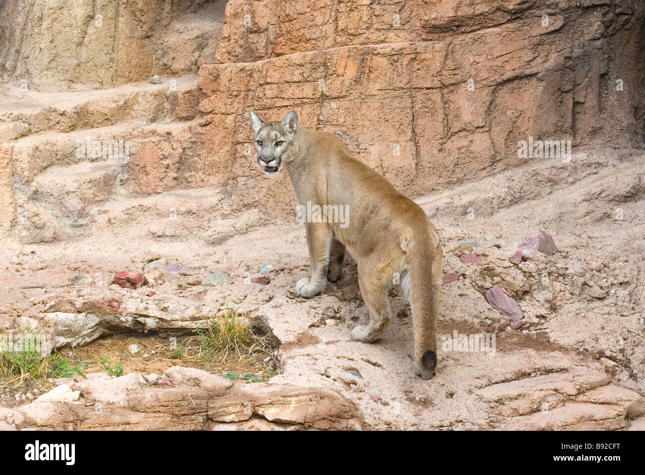 Mountain lion claws hi-res stock photography and images - Alamy