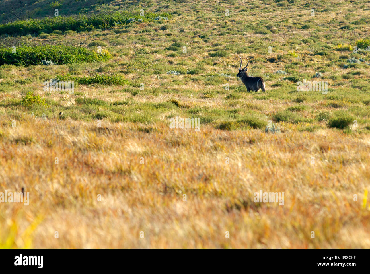 Running waterbuck hi-res stock photography and images - Alamy