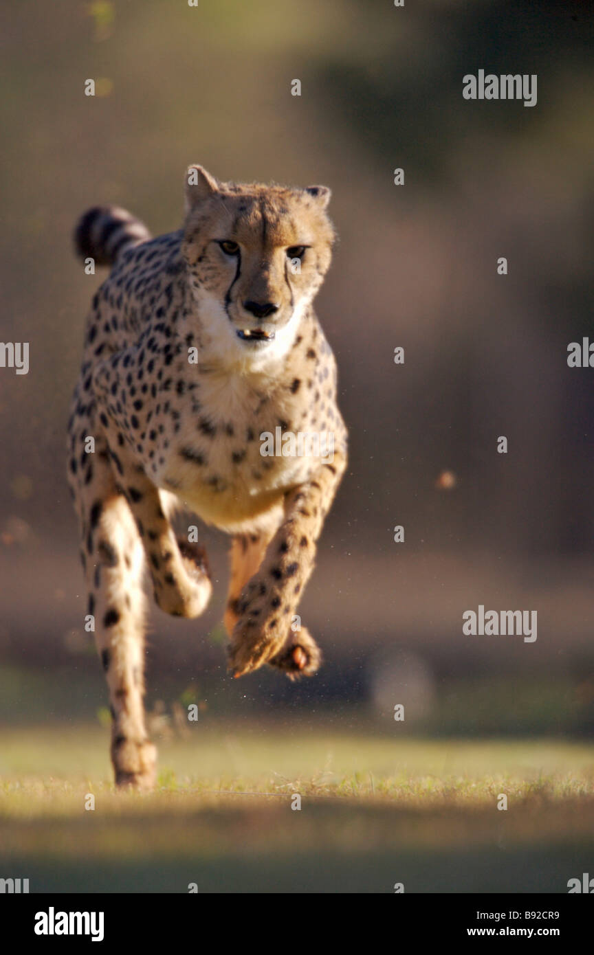 Cheetah running hi-res stock photography and images - Alamy