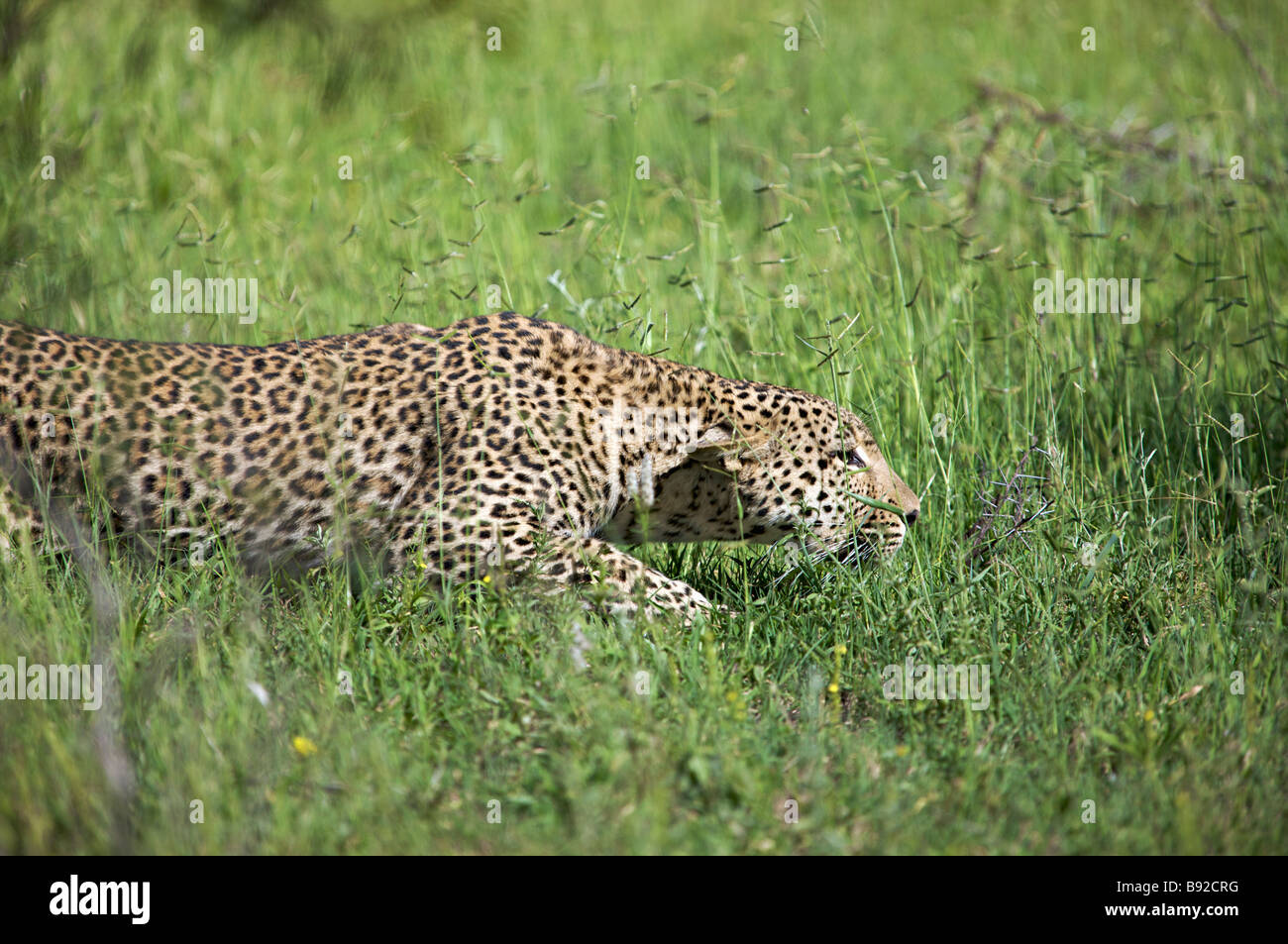 Side view of Leopard Panthera pardus stalking Elephant Plains Sabi ...