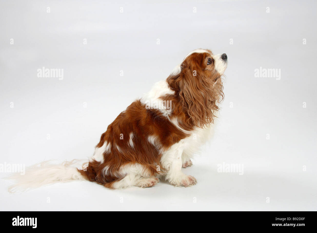 Cavalier King Charles Spaniel blenheim 7 years old retrusive occlusion ...