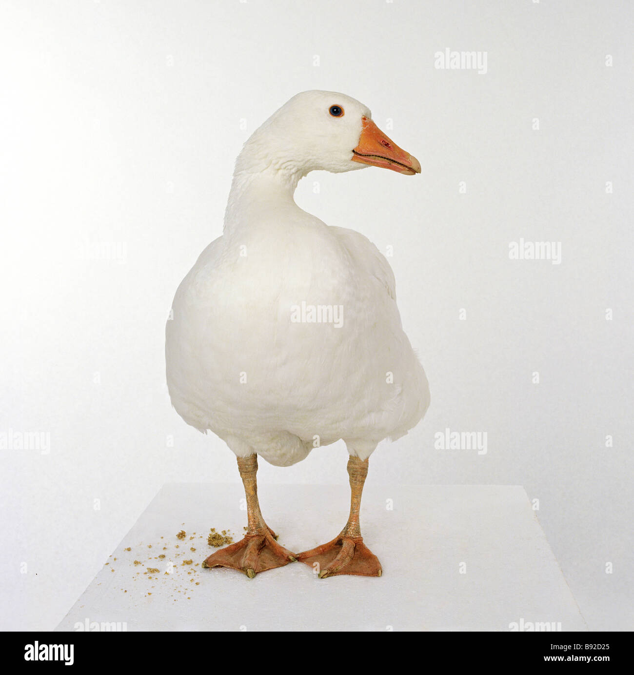 white domestic goose - standing Stock Photo - Alamy