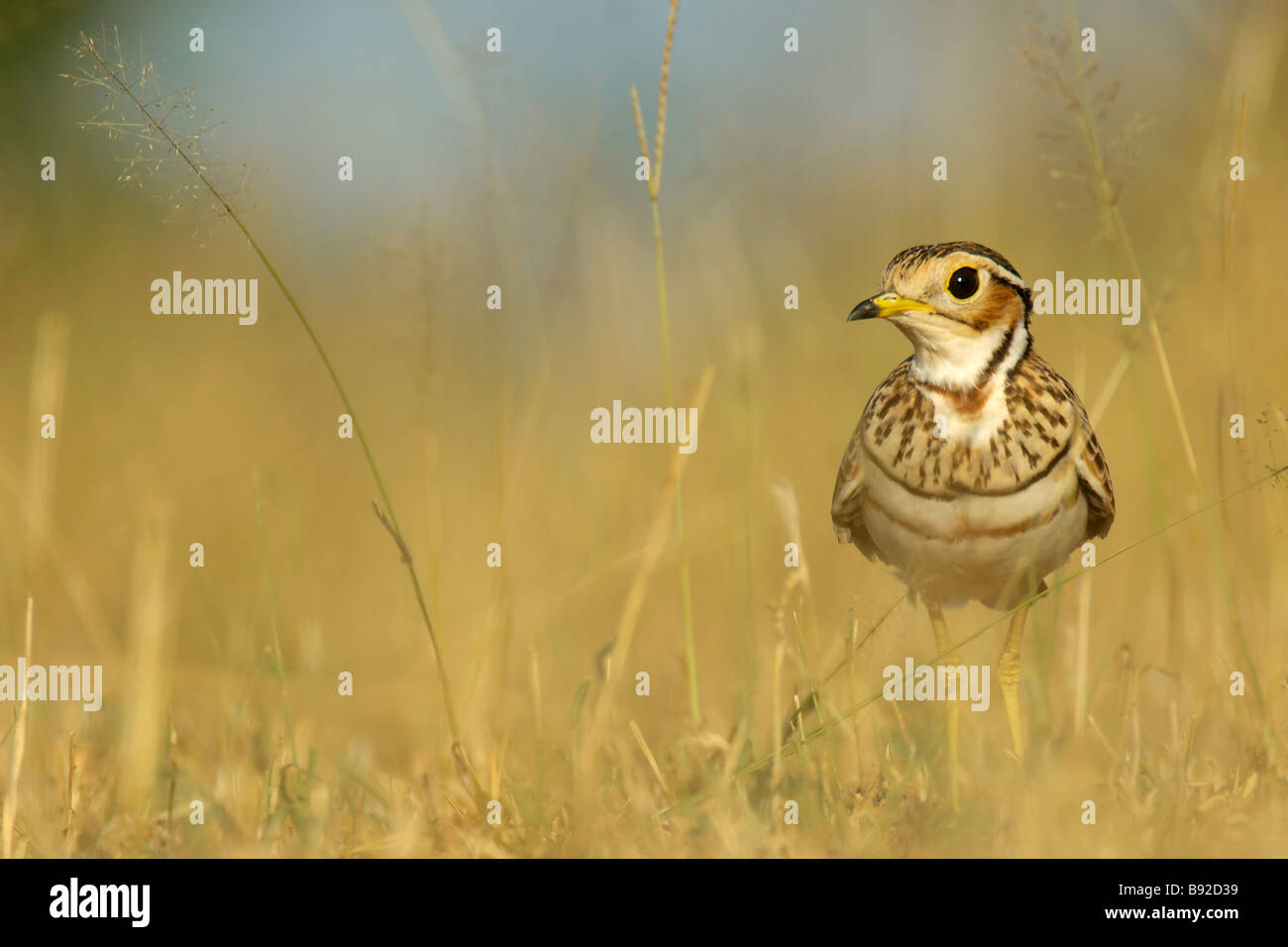 Rhinoptilus cinctus hi-res stock photography and images - Alamy