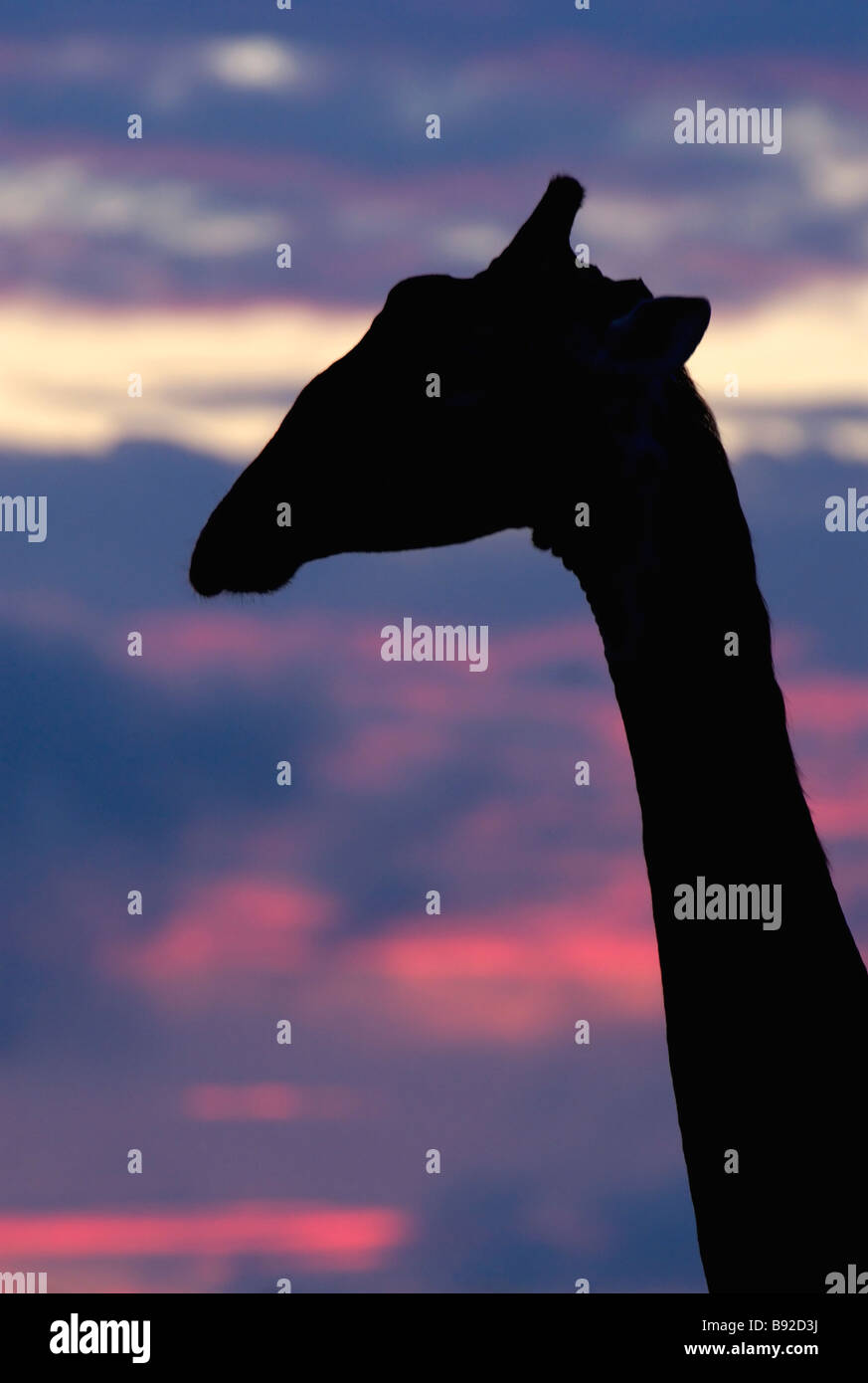 Silhouette of a large bull Giraffe is seen in front of a dying sunset ...