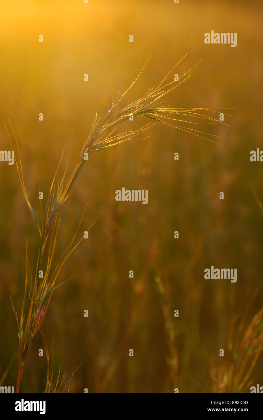 Red Grass (Themeda triandra), one of the most prolific grass species in ...