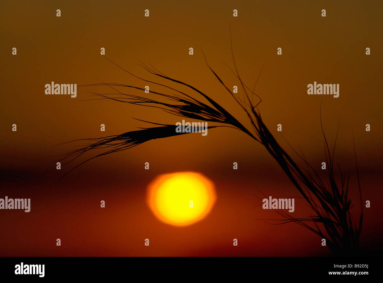Red Grass (Themeda triandra), one of the most prolific grass species in ...