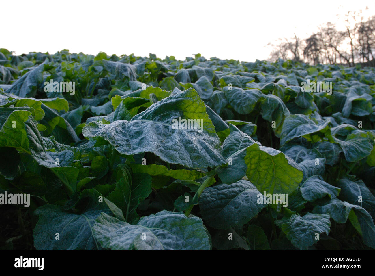 Fodder crop sheep hi-res stock photography and images - Alamy