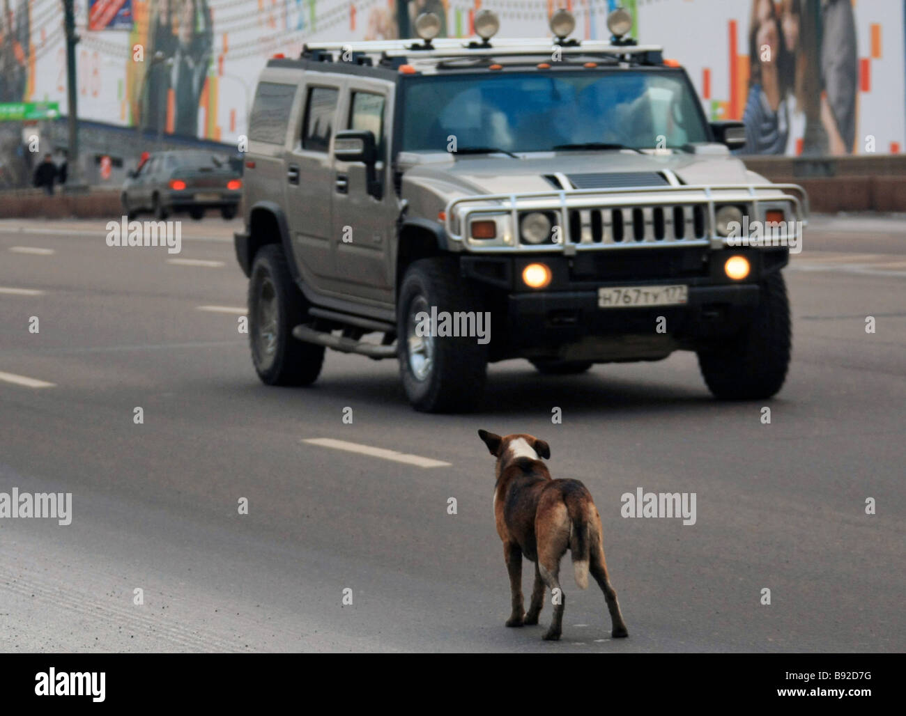 A stray dog in Moscow Stock Photo - Alamy