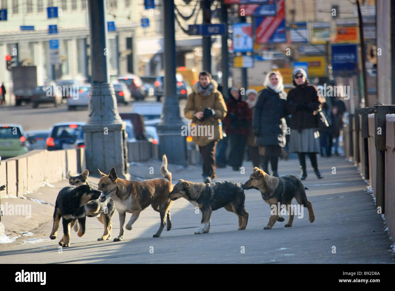 Stray dogs in Moscow Stock Photo - Alamy